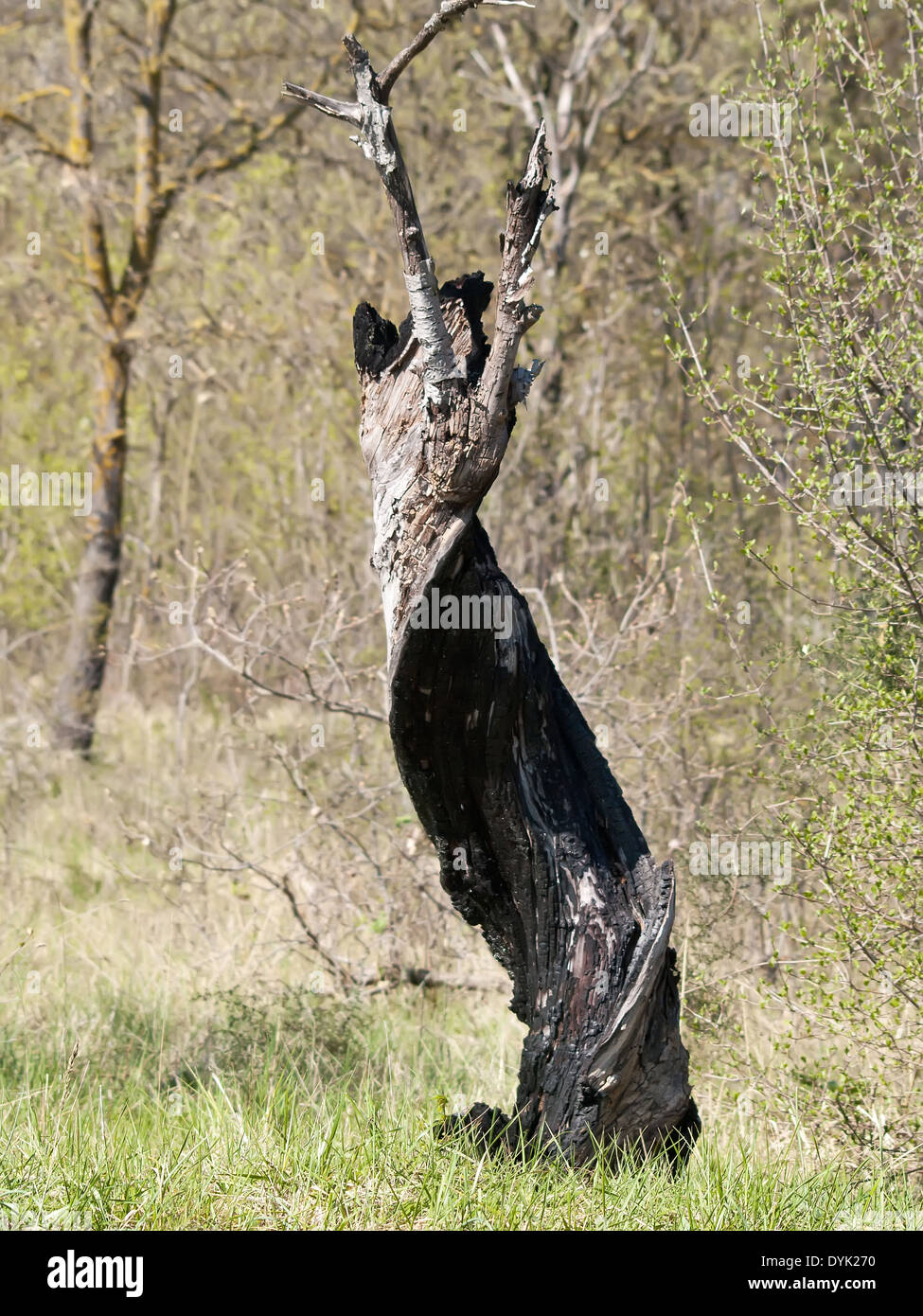 Lightning tree damage hi-res stock photography and images - Alamy