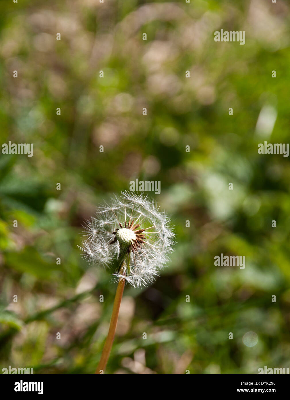 Dandelion clock losing its seeds in the wind Stock Photo - Alamy