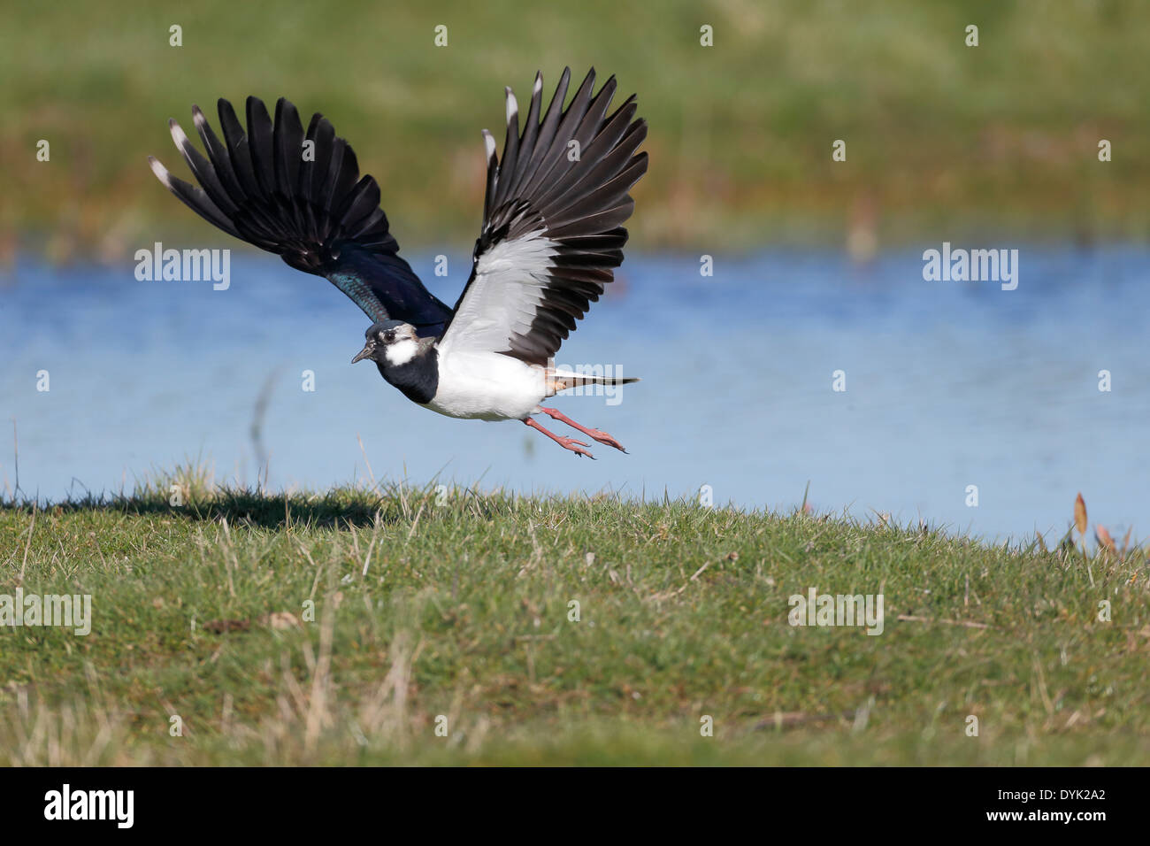 Lapwing Uk Flying High Resolution Stock Photography and Images - Alamy