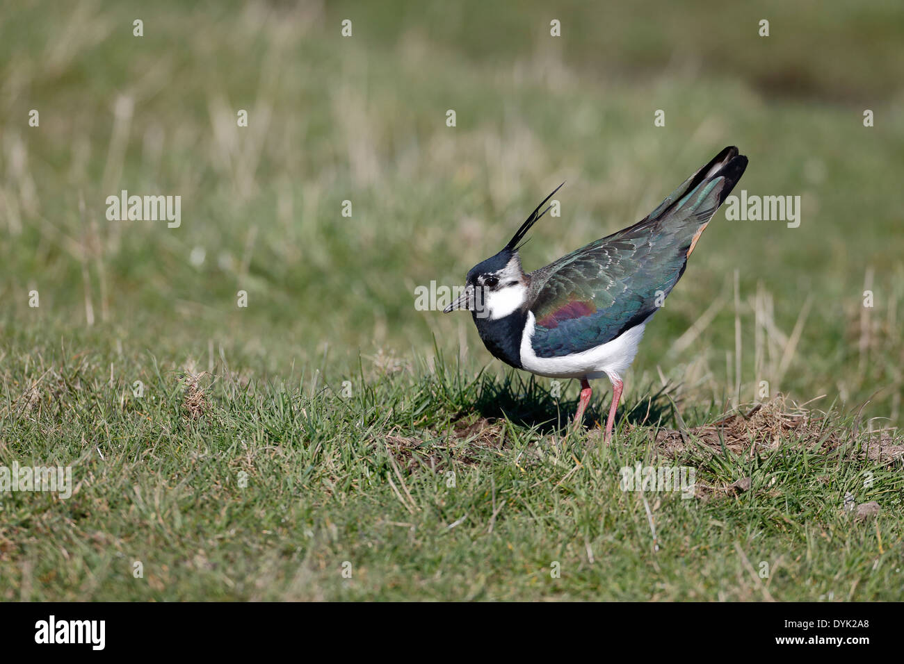 Northern lapwing, Vanellus vanellus, single male ground display, Kent ...