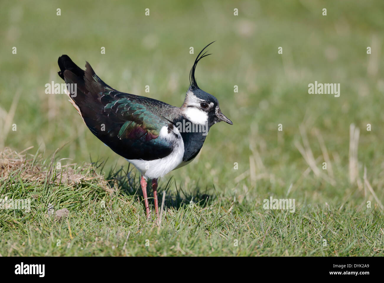 Northern lapwing, Vanellus vanellus, single male ground display, Kent ...