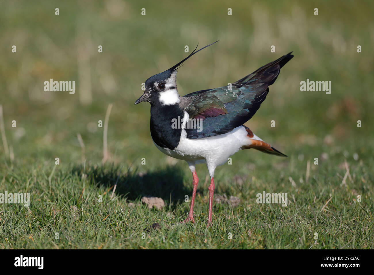 Northern lapwing, Vanellus vanellus, single male ground display, Kent ...