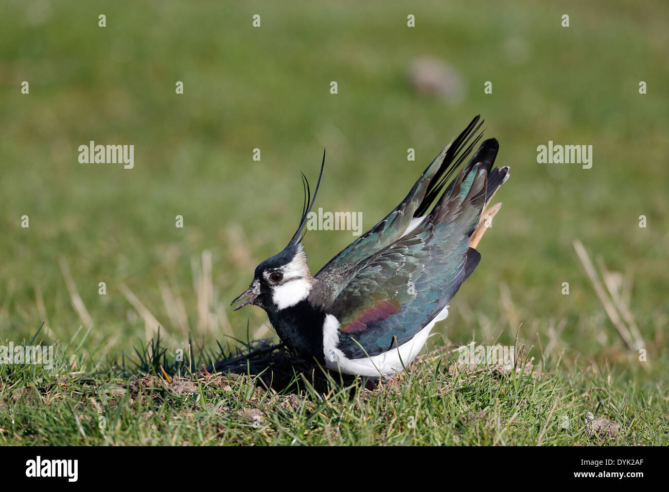Northern lapwing, Vanellus vanellus, single male ground display, Kent ...