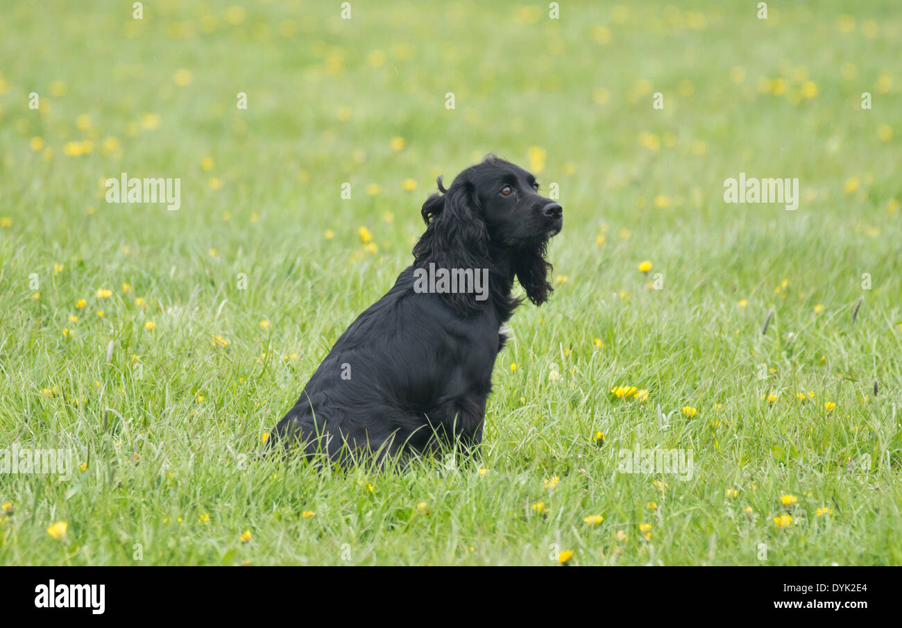 Thame, Oxon, UK, 20th Apr, 2013. The Thame Country Fair. A black cocker ...