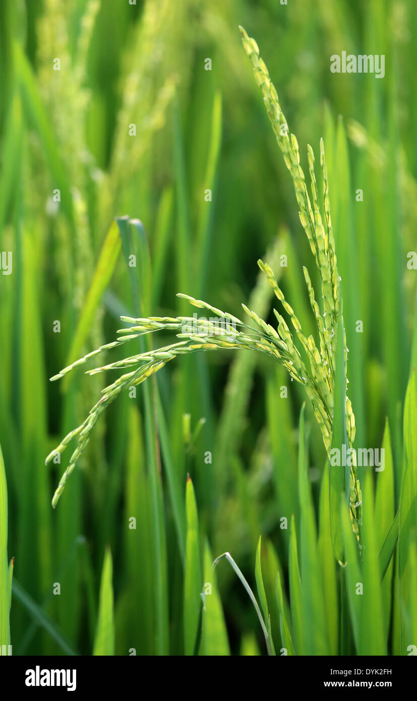 Young paddy hi-res stock photography and images - Alamy