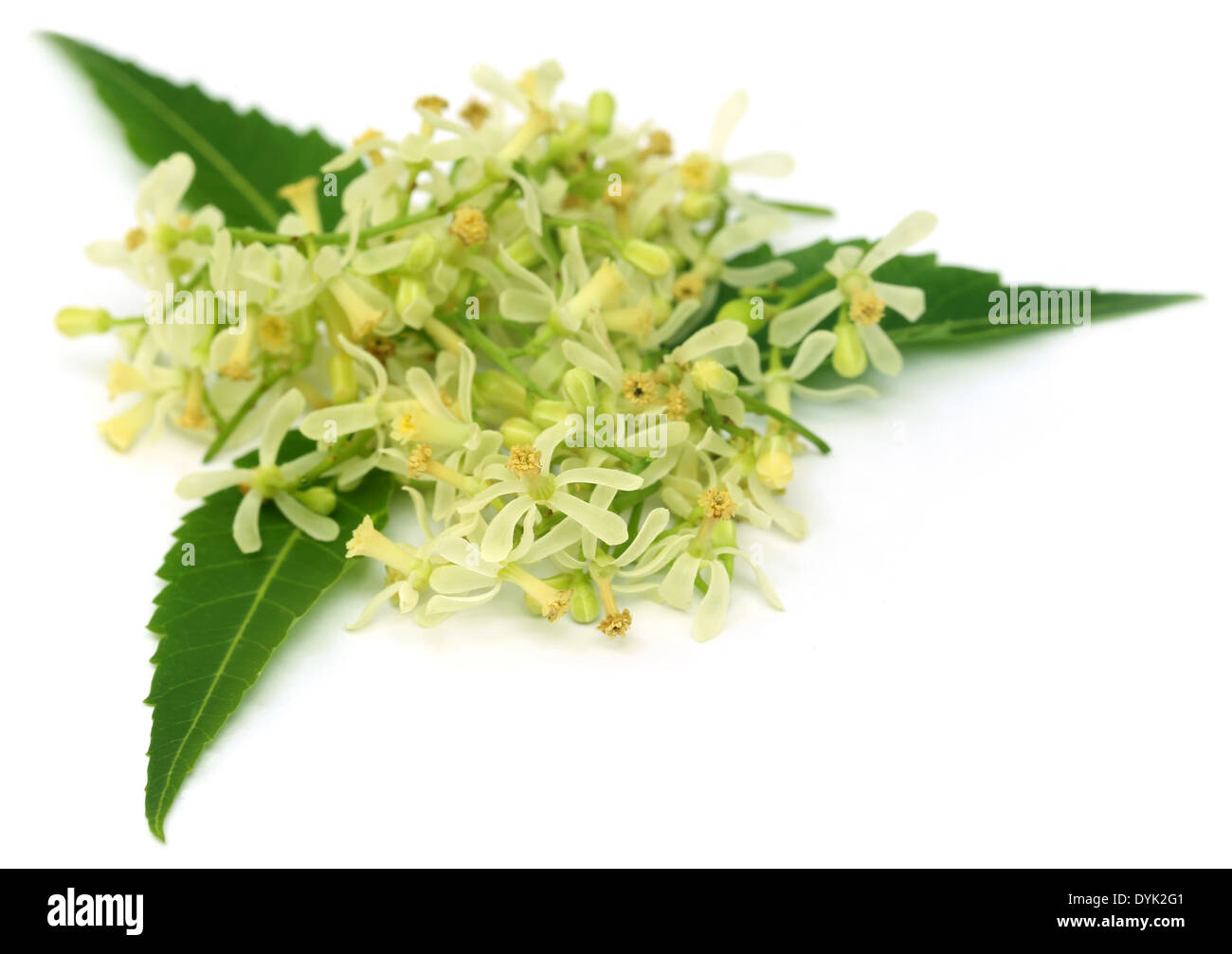 Medicinal neem leaves and flower over white background Stock Photo - Alamy