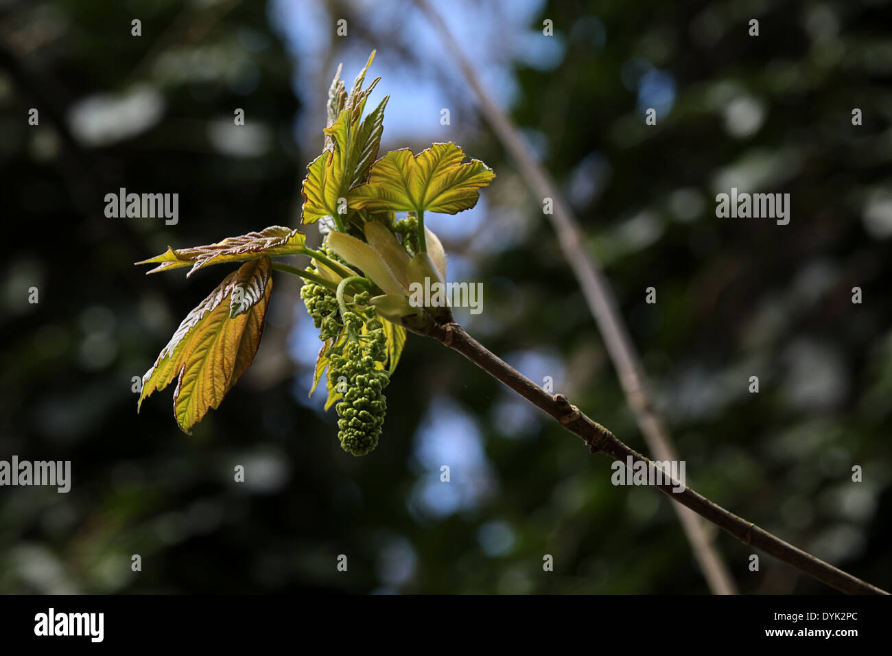Budding sycamore leaves - Forest of Bere, Hampshire, England, UK Stock ...