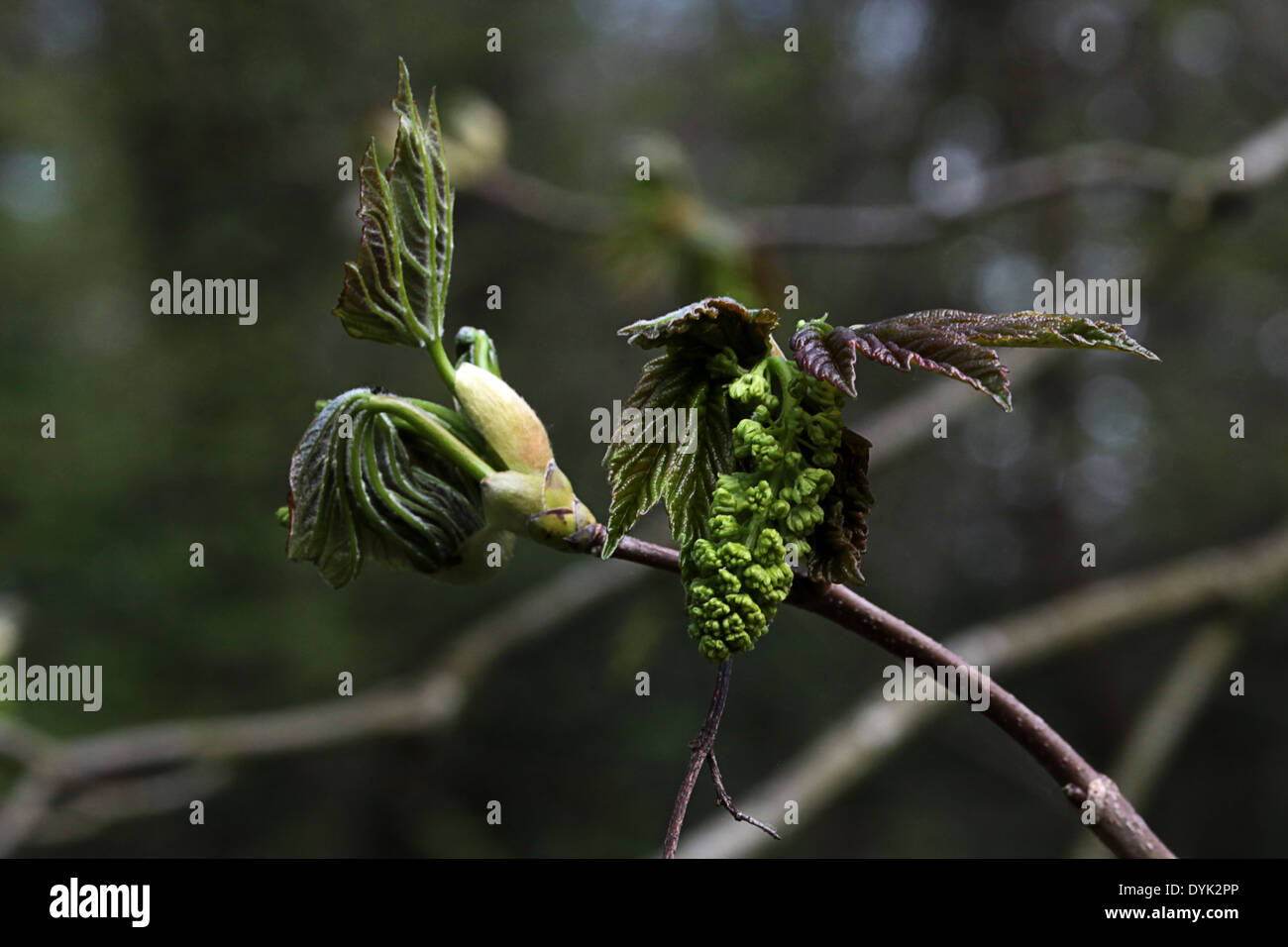 Budding Sycamore High Resolution Stock Photography and Images - Alamy