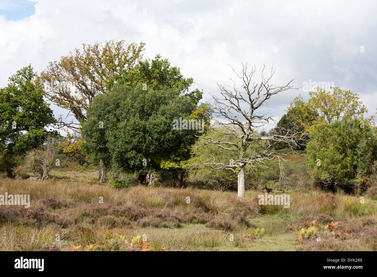 woodland Latchmore Bottom the valley of Latchmore Brook Frogham near ...