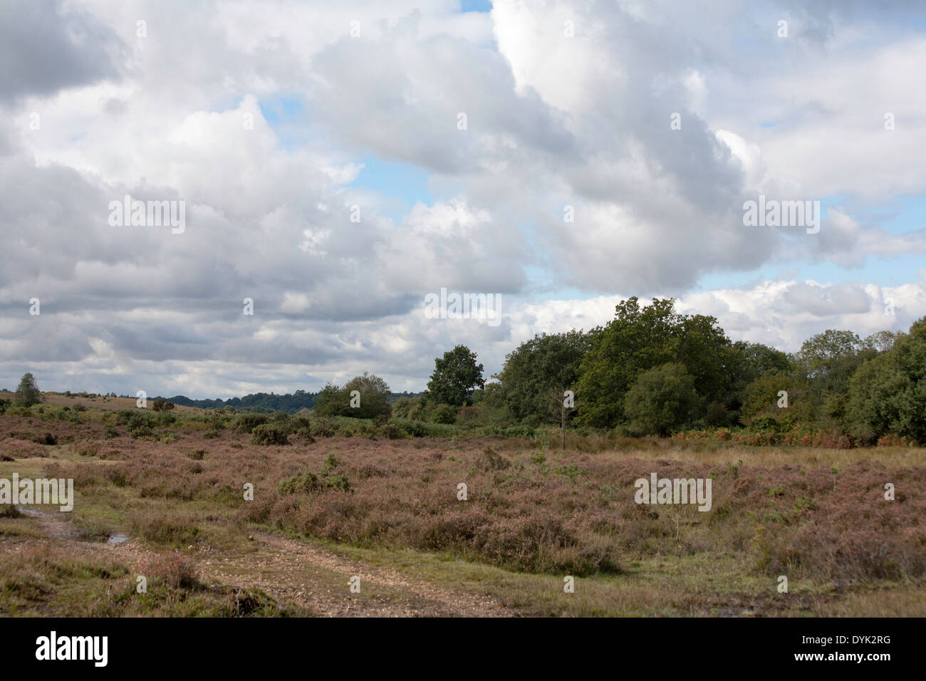 Looking across Latchmore Bottom the valley of Latchmore Brook Frogham ...
