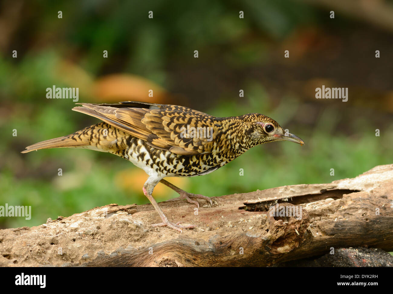 beautiful White's Thrush (Zoothera aurea) in Thai forest Stock Photo ...