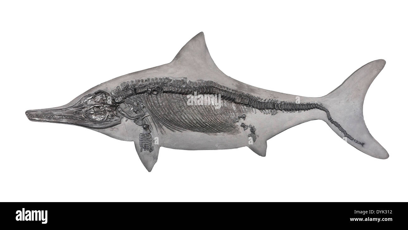 Fossil ichthyosaur fossil skeleton specimen in matrix slab, white ...