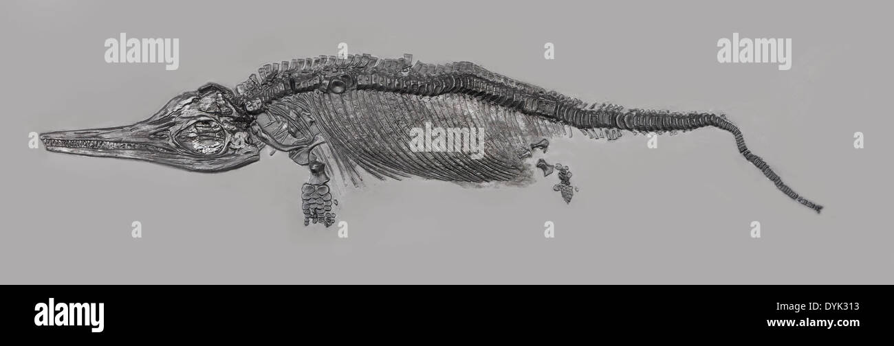 Fossil ichthyosaur fossil skeleton specimen in matrix slab Stock Photo ...