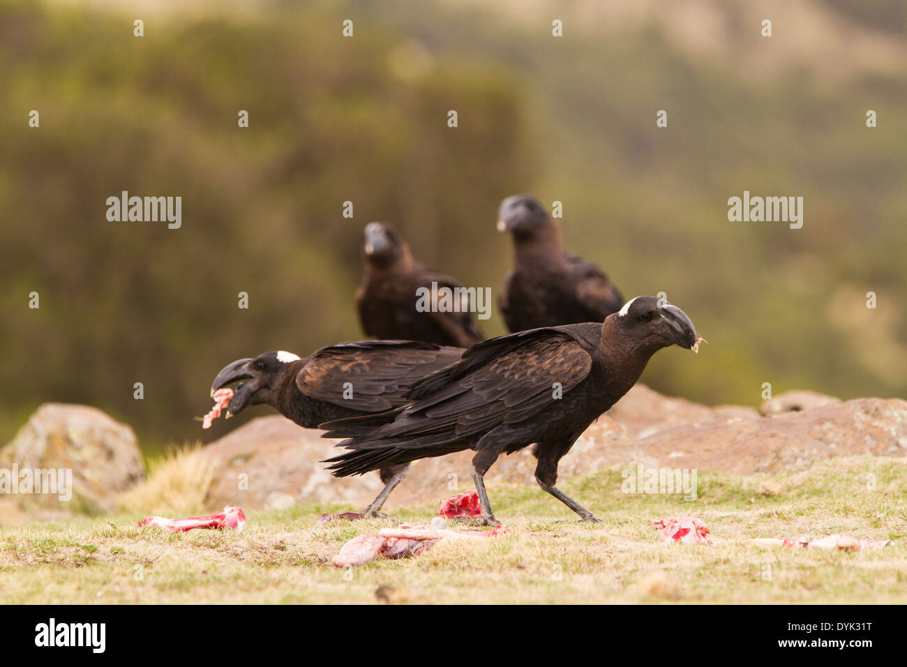 Raven eating carrion hi-res stock photography and images - Alamy