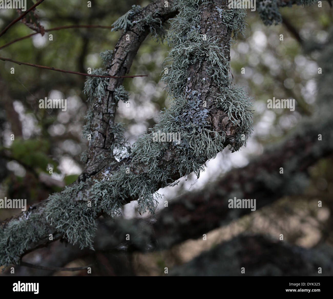 Branch of overhanging tree hi-res stock photography and images - Alamy