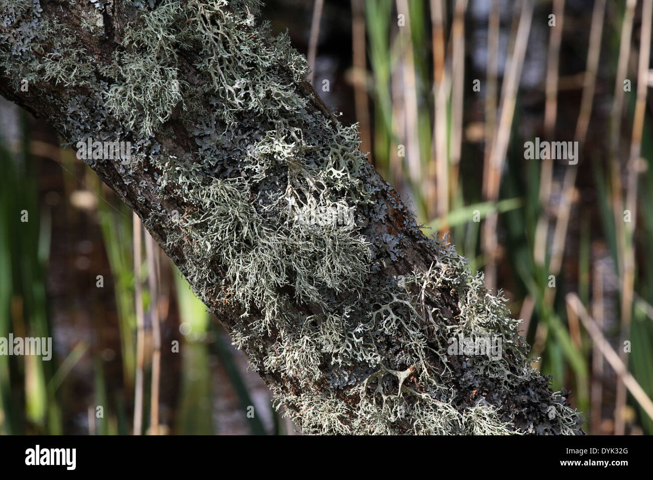Branch of overhanging tree hi-res stock photography and images - Alamy