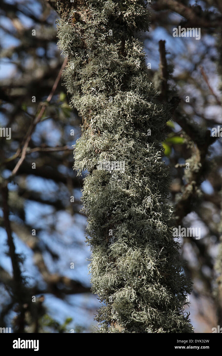 Lichen tree hi-res stock photography and images - Alamy