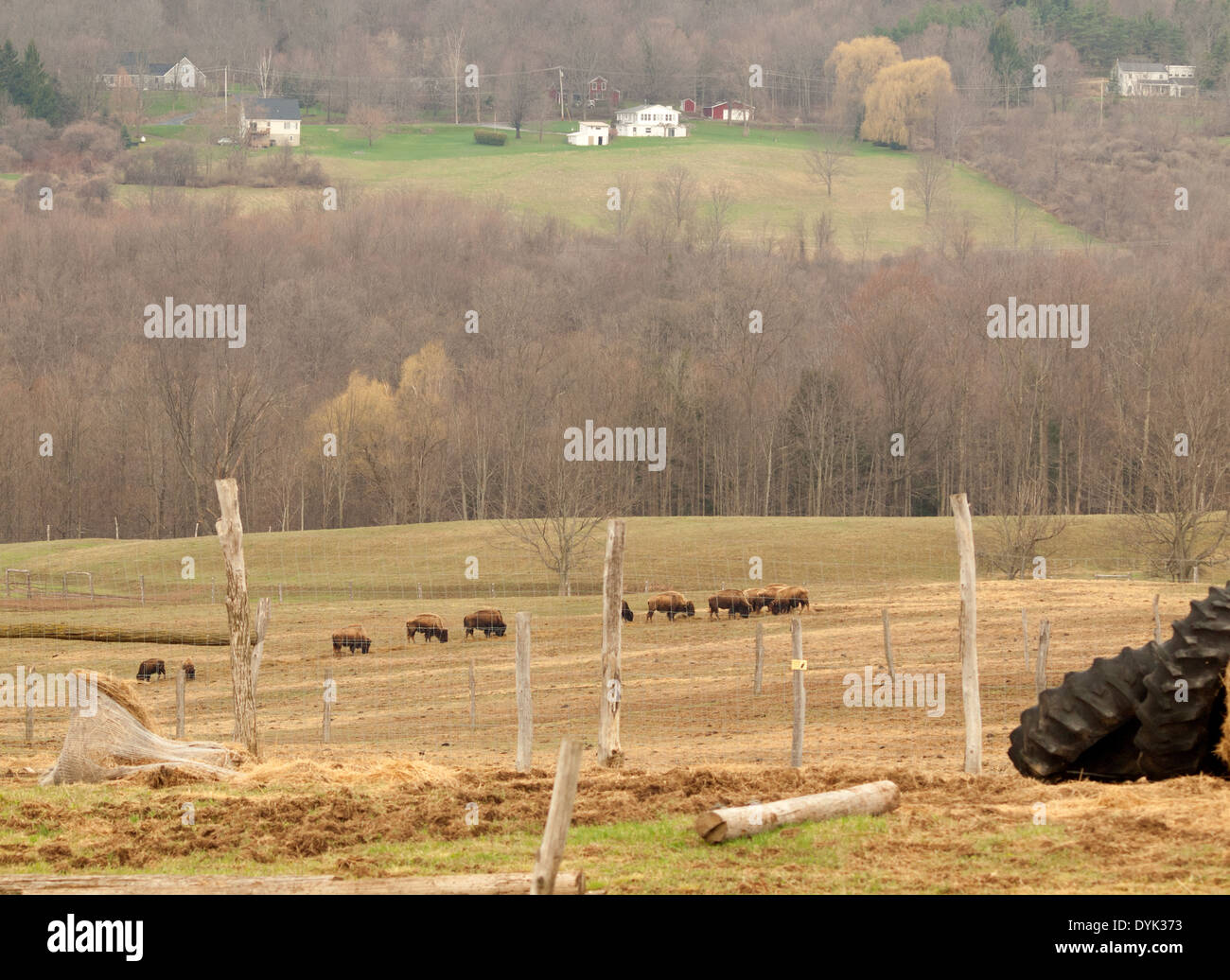 Buffalo breed hi-res stock photography and images - Alamy