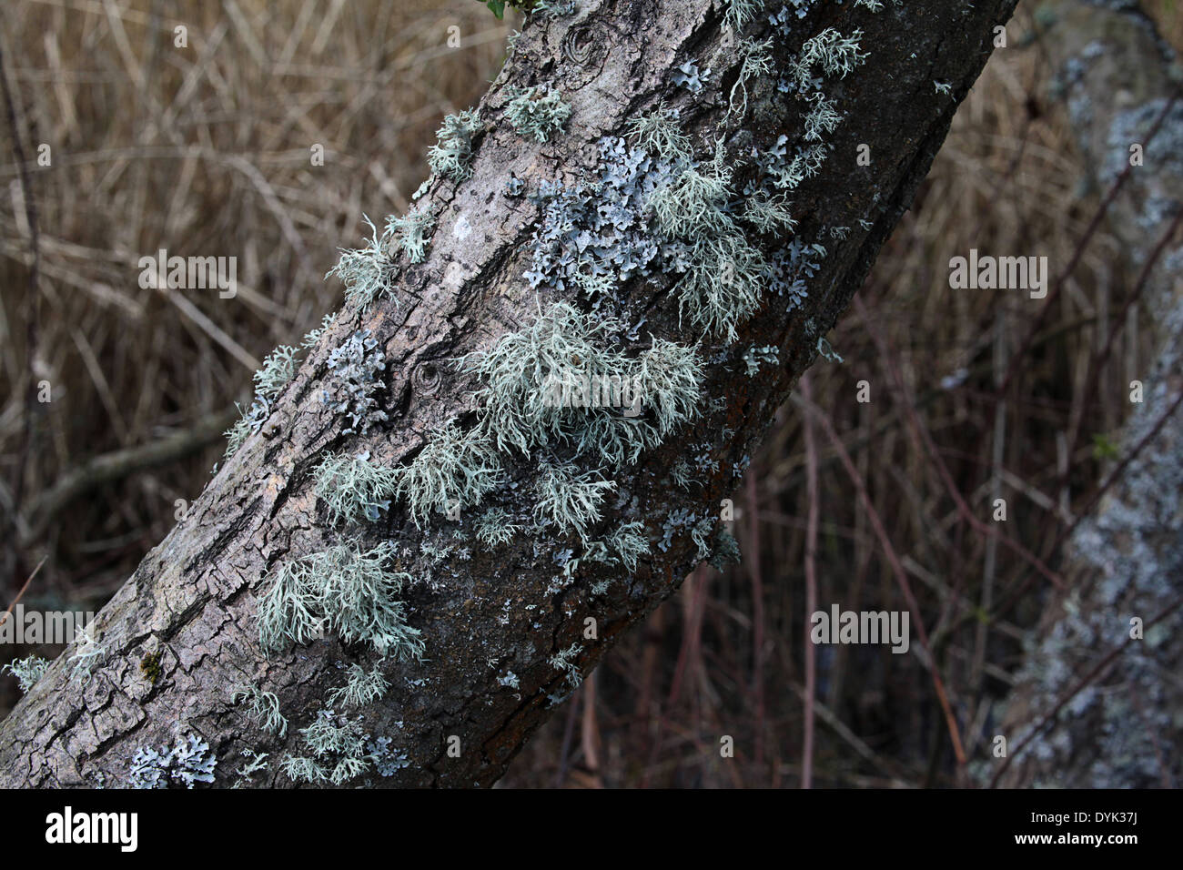 Overhanging Tree Branch High Resolution Stock Photography and Images ...