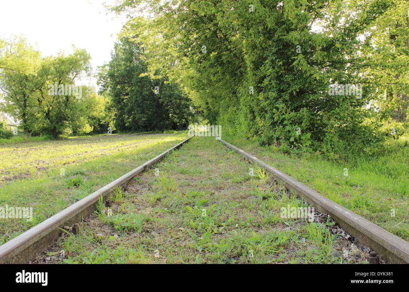 Railway middle of forest hi-res stock photography and images - Alamy