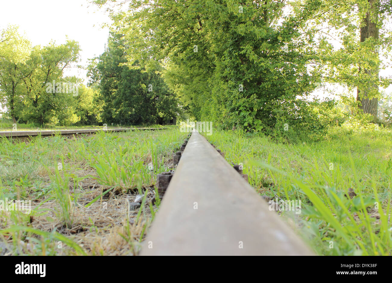 Old and unused railroad tracks in middle of forest, railway tracks ...