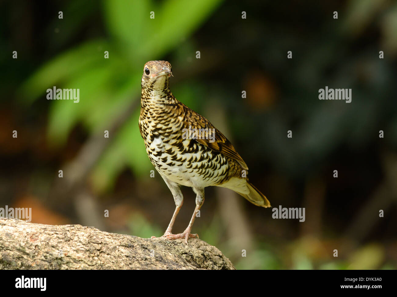 beautiful White's Thrush (Zoothera aurea) in Thai forest Stock Photo ...