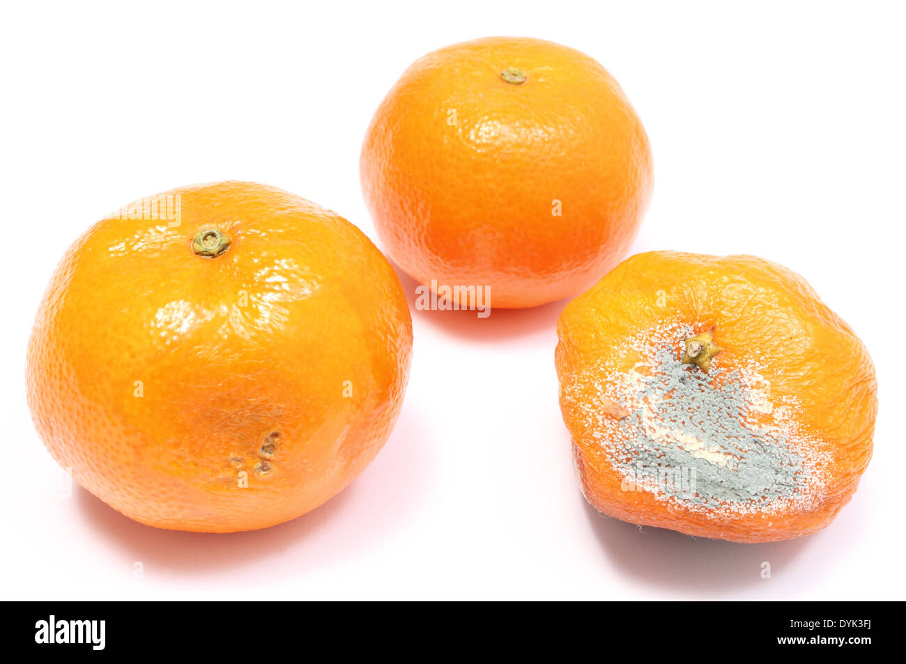 Two mandarins - fresh and moldy isolated on white background Stock ...