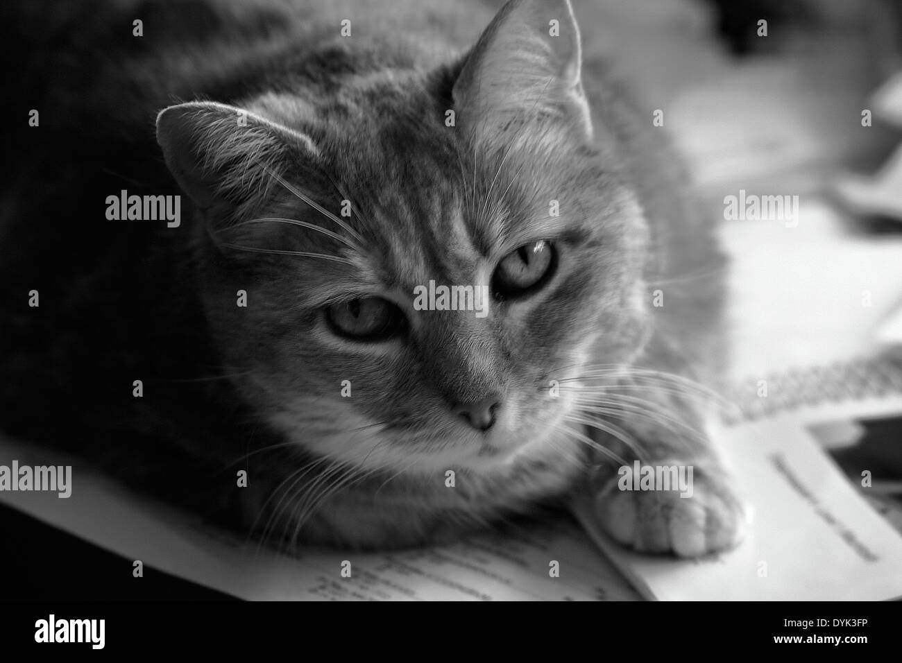 Sweet cat looking at camera Stock Photo - Alamy
