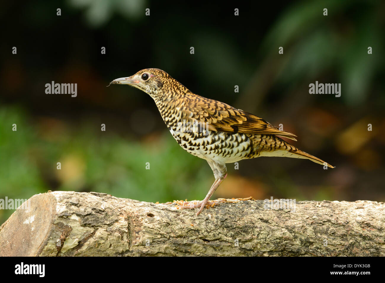 beautiful White's Thrush (Zoothera aurea) in Thai forest Stock Photo ...