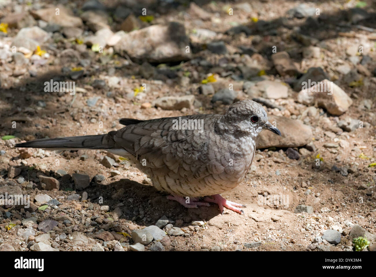 Inca Dove (Columbina inca Stock Photo - Alamy