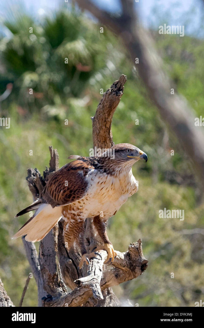 Arizona raptor hi-res stock photography and images - Alamy