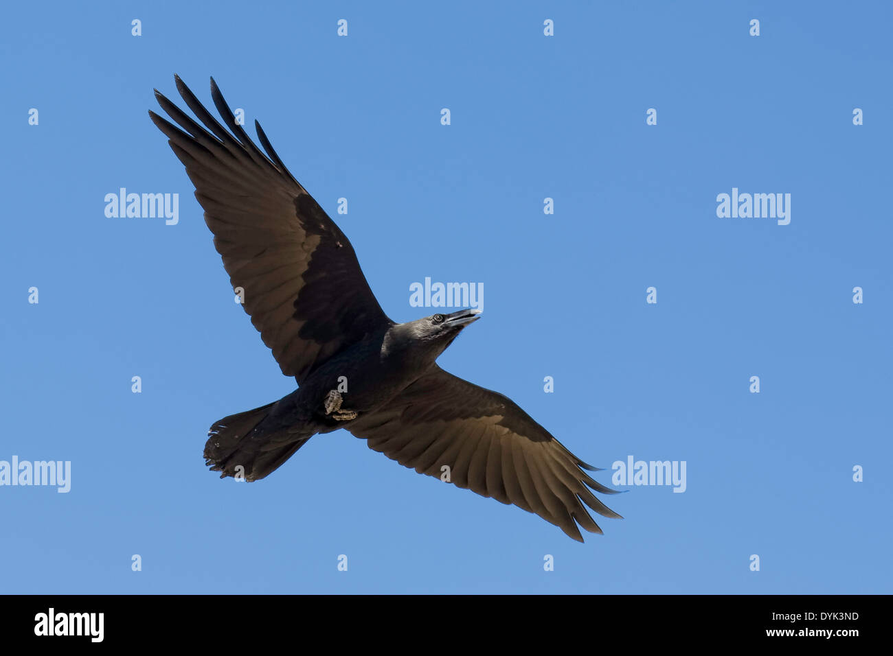 Raven hi-res stock photography and images - Alamy