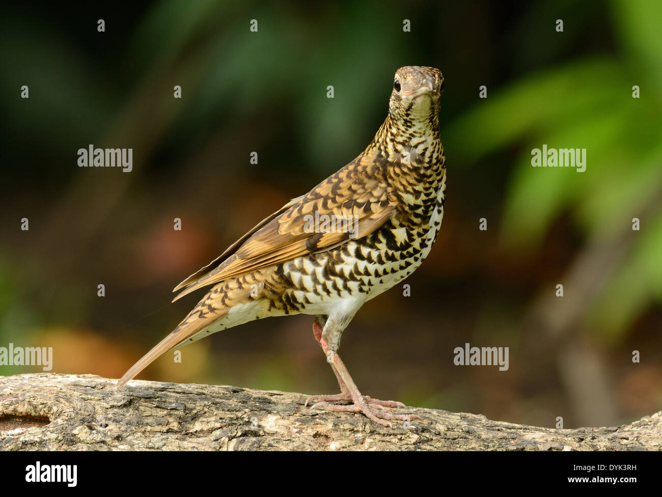 beautiful White's Thrush (Zoothera aurea) in Thai forest Stock Photo ...