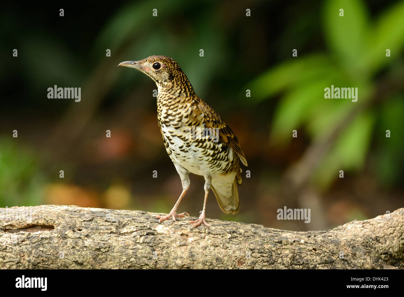 beautiful White's Thrush (Zoothera aurea) in Thai forest Stock Photo ...