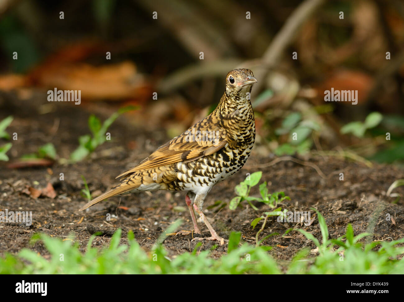 beautiful White's Thrush (Zoothera aurea) in Thai forest Stock Photo ...