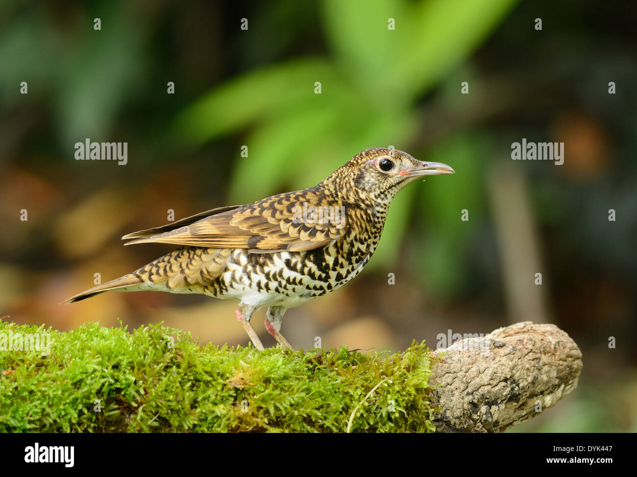 White's thrush aurea hi-res stock photography and images - Alamy