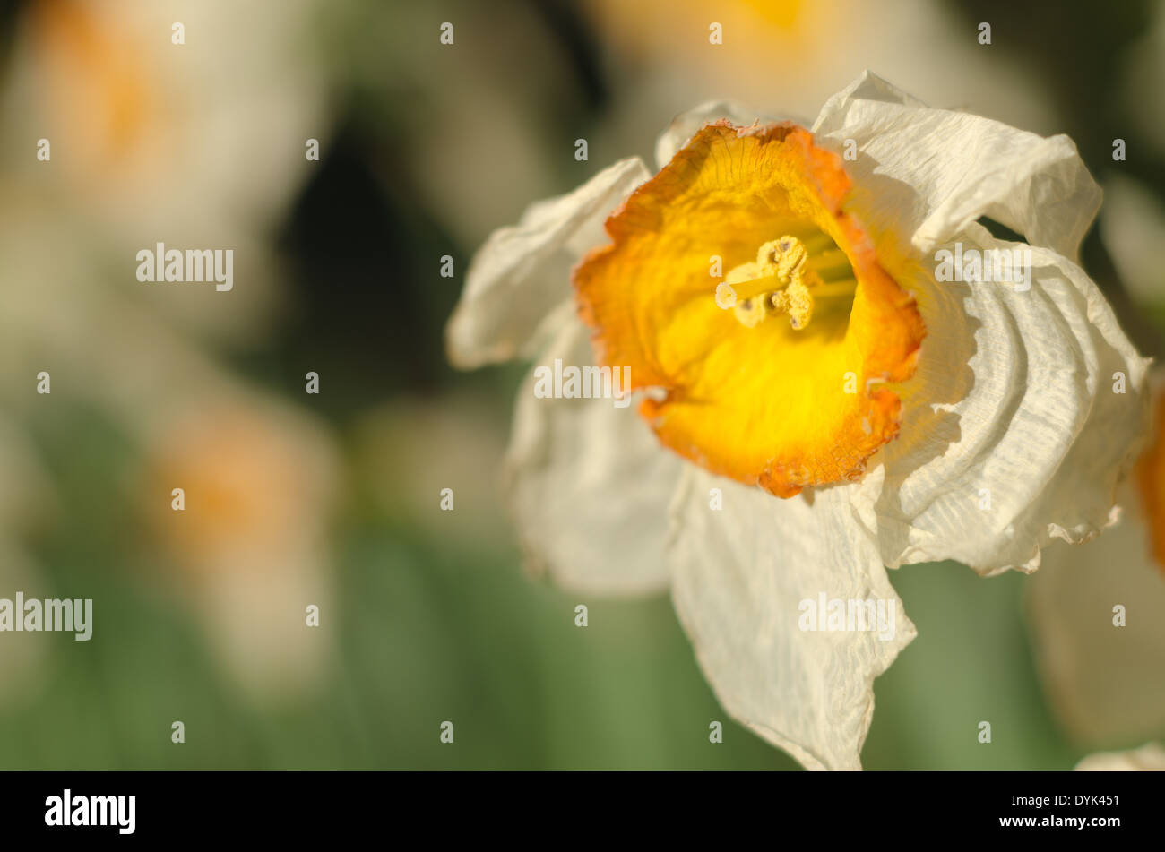 Thin drooping petals hi-res stock photography and images - Alamy