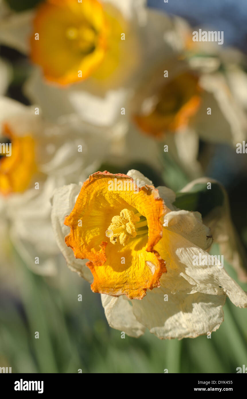 Thin drooping petals hi-res stock photography and images - Alamy