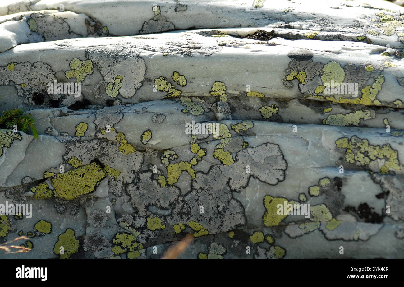 Lichen on a stone Stock Photo - Alamy