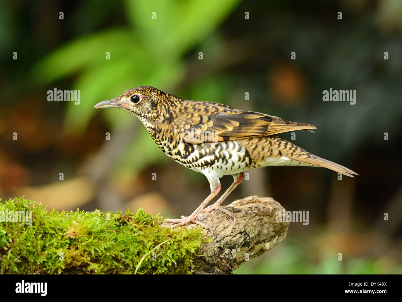 White’s thrush hi-res stock photography and images - Alamy