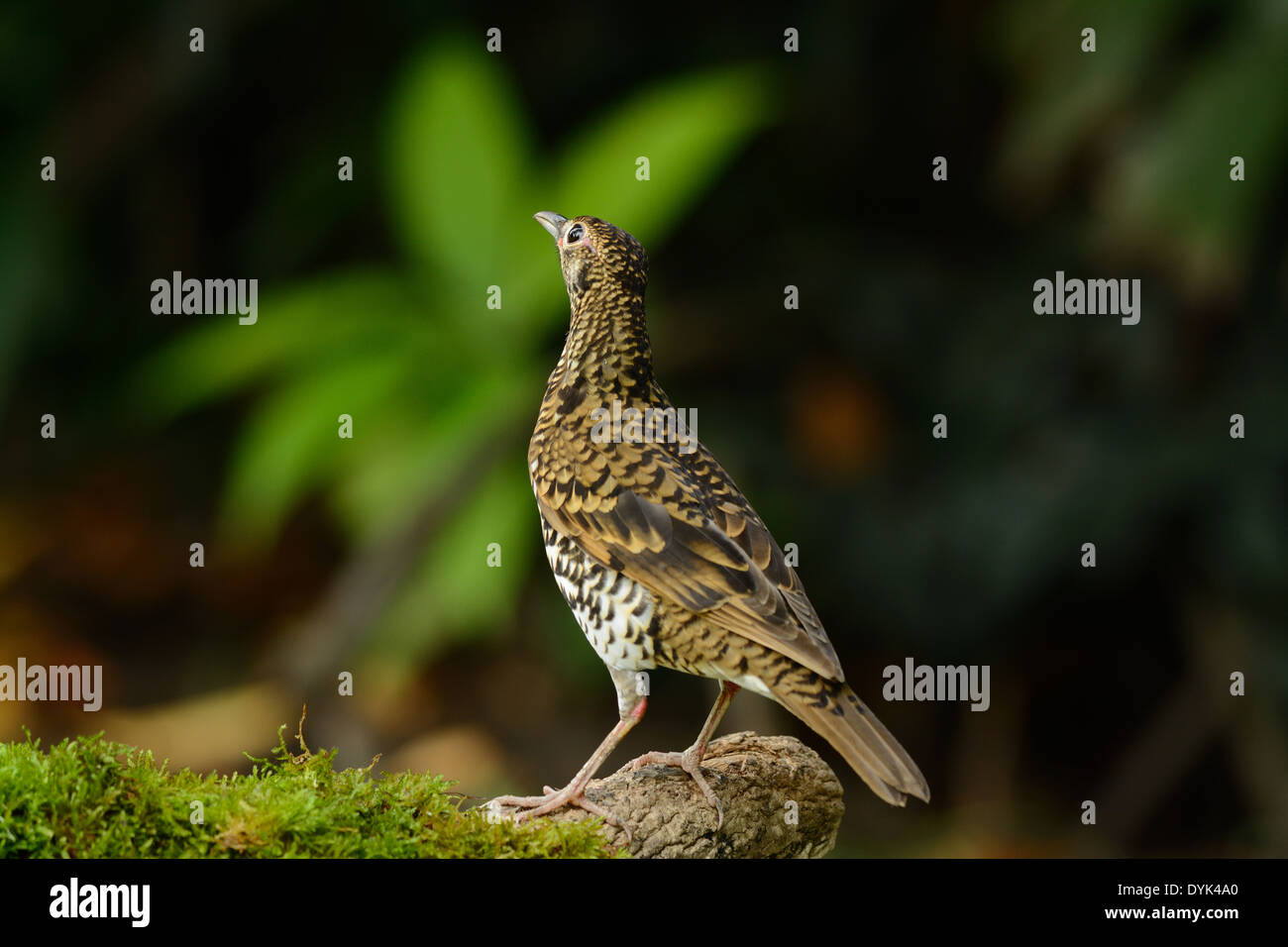 beautiful White's Thrush (Zoothera aurea) in Thai forest Stock Photo ...