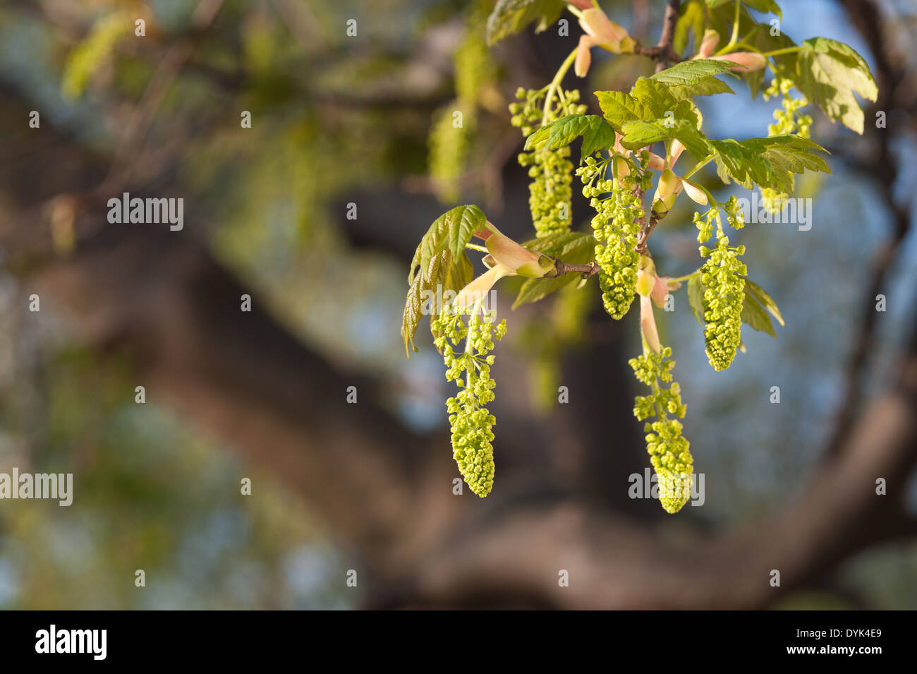 New sycamore acer tree seeds fruit developing in grape like clumps on ...