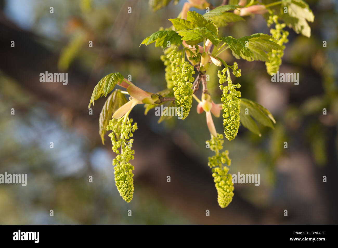 New sycamore acer tree seeds fruit developing in grape like clumps on ...