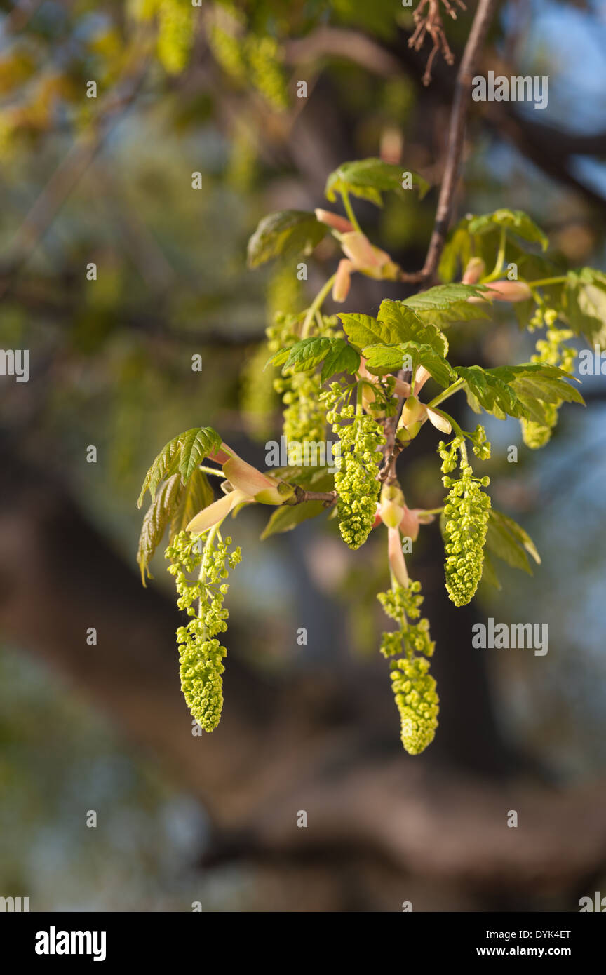 New sycamore acer tree seeds fruit developing in grape like clumps on ...