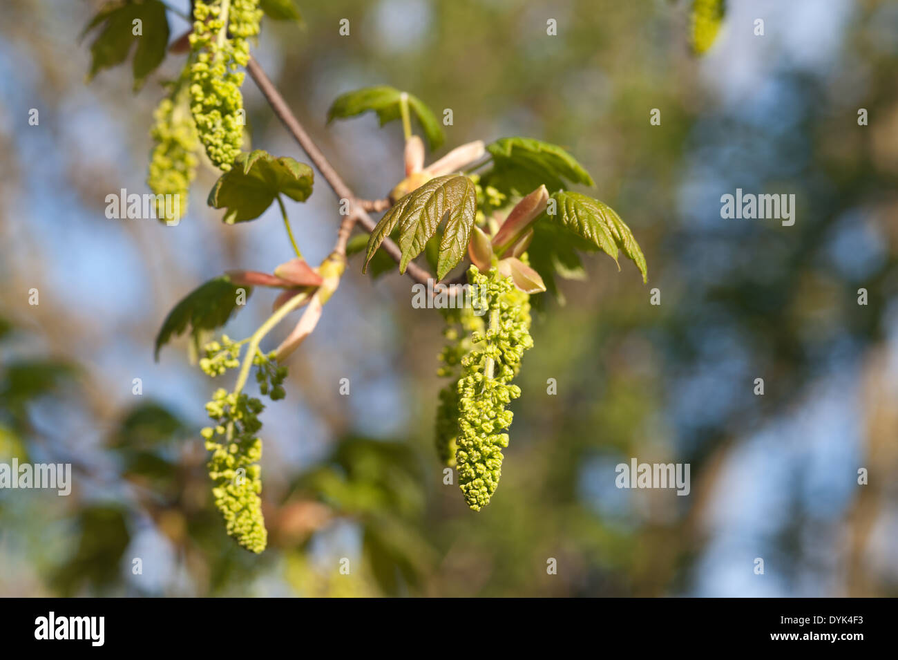 New sycamore acer tree seeds fruit developing in grape like clumps on ...
