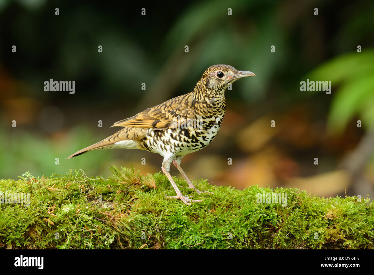 beautiful White's Thrush (Zoothera aurea) in Thai forest Stock Photo ...