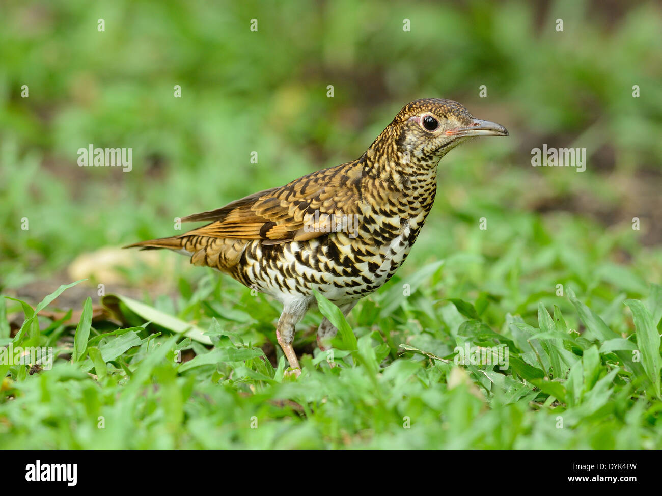 beautiful White's Thrush (Zoothera aurea) in Thai forest Stock Photo ...