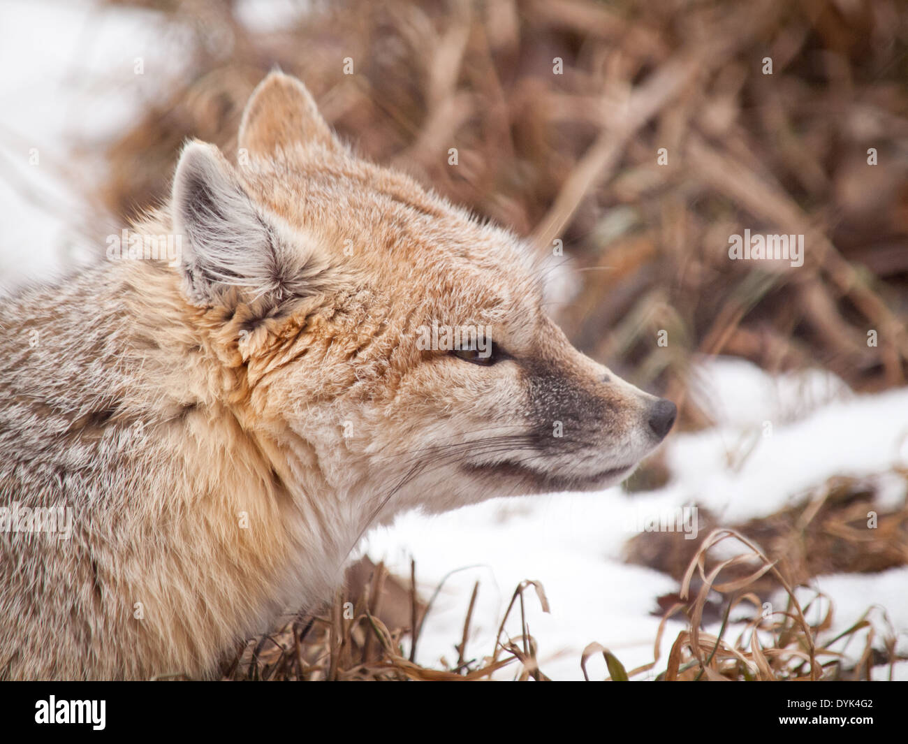 A beautiful Swift Fox (Vulpes velox Stock Photo - Alamy