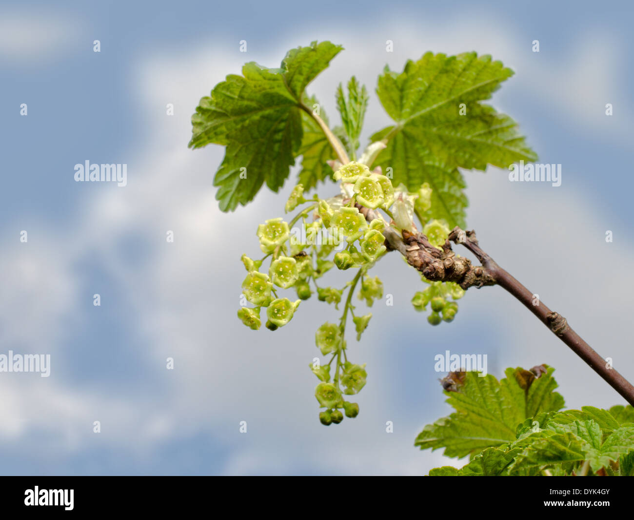 Garden red currant hi-res stock photography and images - Alamy