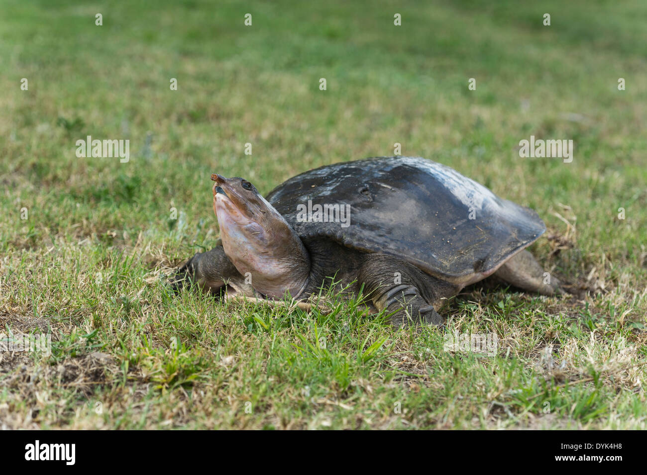 Florida softshell turtle hi-res stock photography and images - Alamy